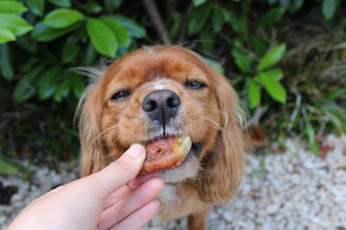 Kiwi Wrapped In Duck – Pablo's Pawfectionary