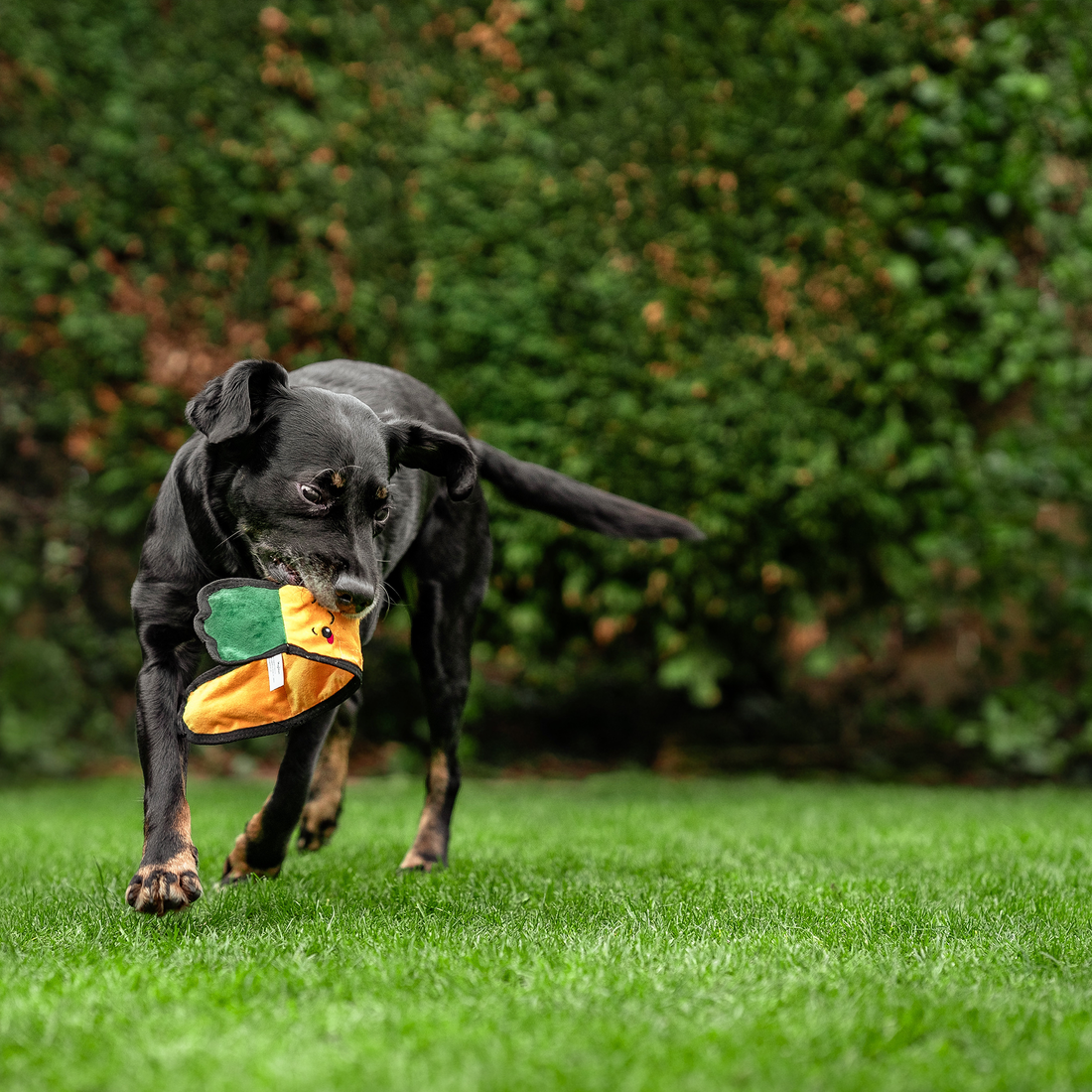 Pablos Pawfectionary Dog Boutique – Pablo's Pawfectionary